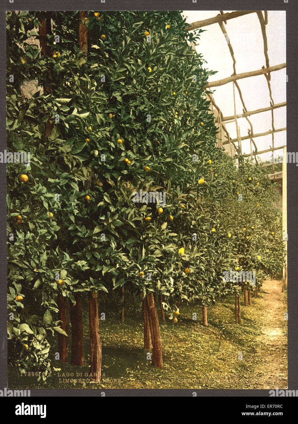 A lemon tree, Limone, Lake Garda, Italy Stock Photo - Alamy