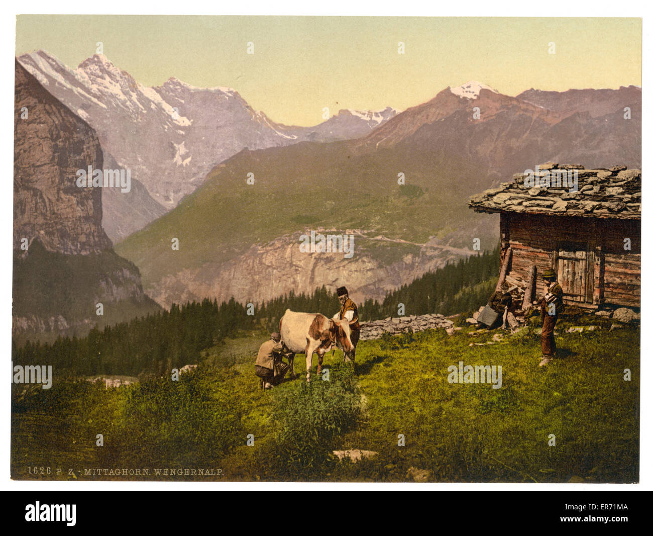 Wengern Alp, cheese dairy, cowkeeper milking cow, Bernese Ob Stock ...