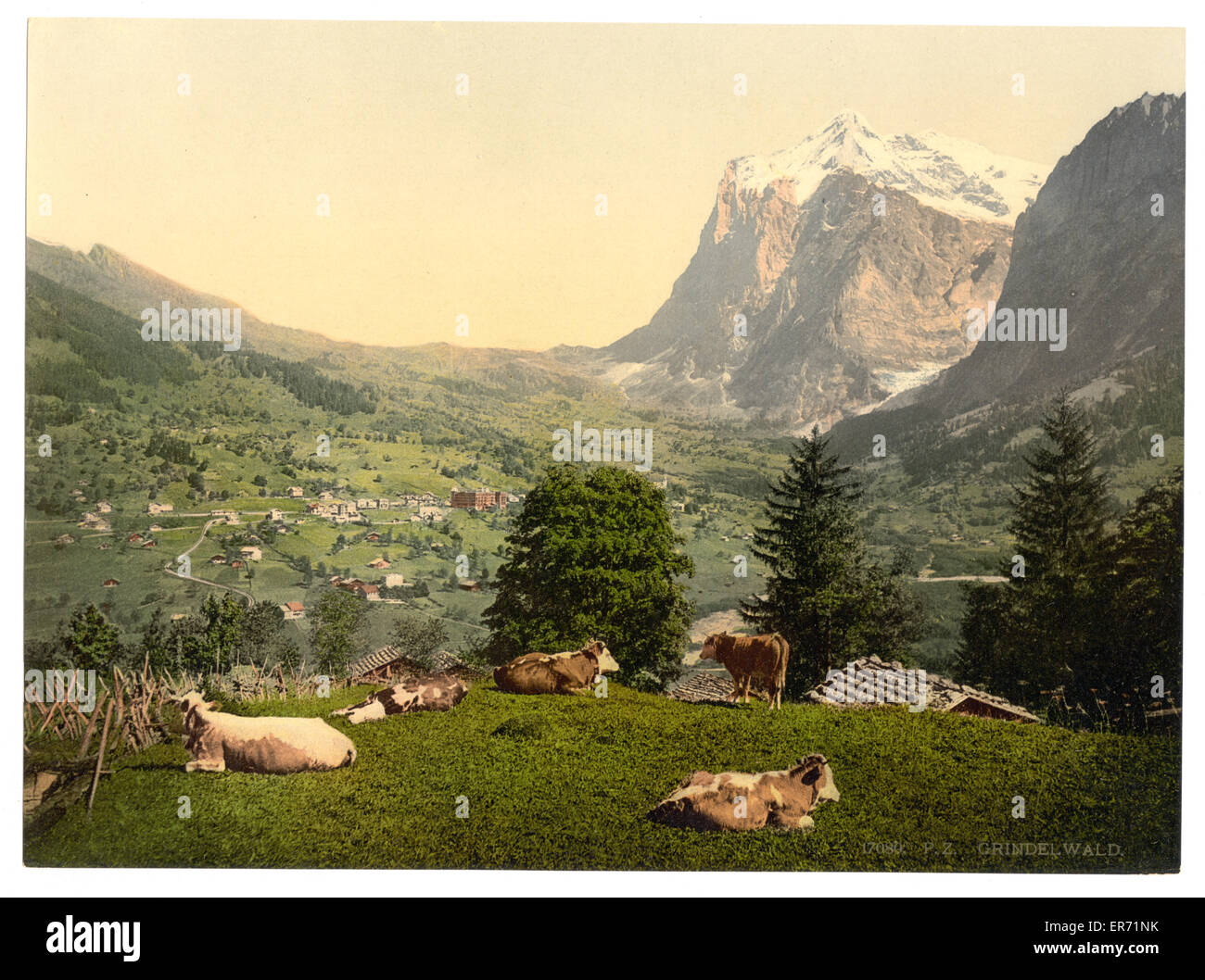 Grindelwald, cows in pasture, Bernese Oberland, Switzerland Stock Photo ...
