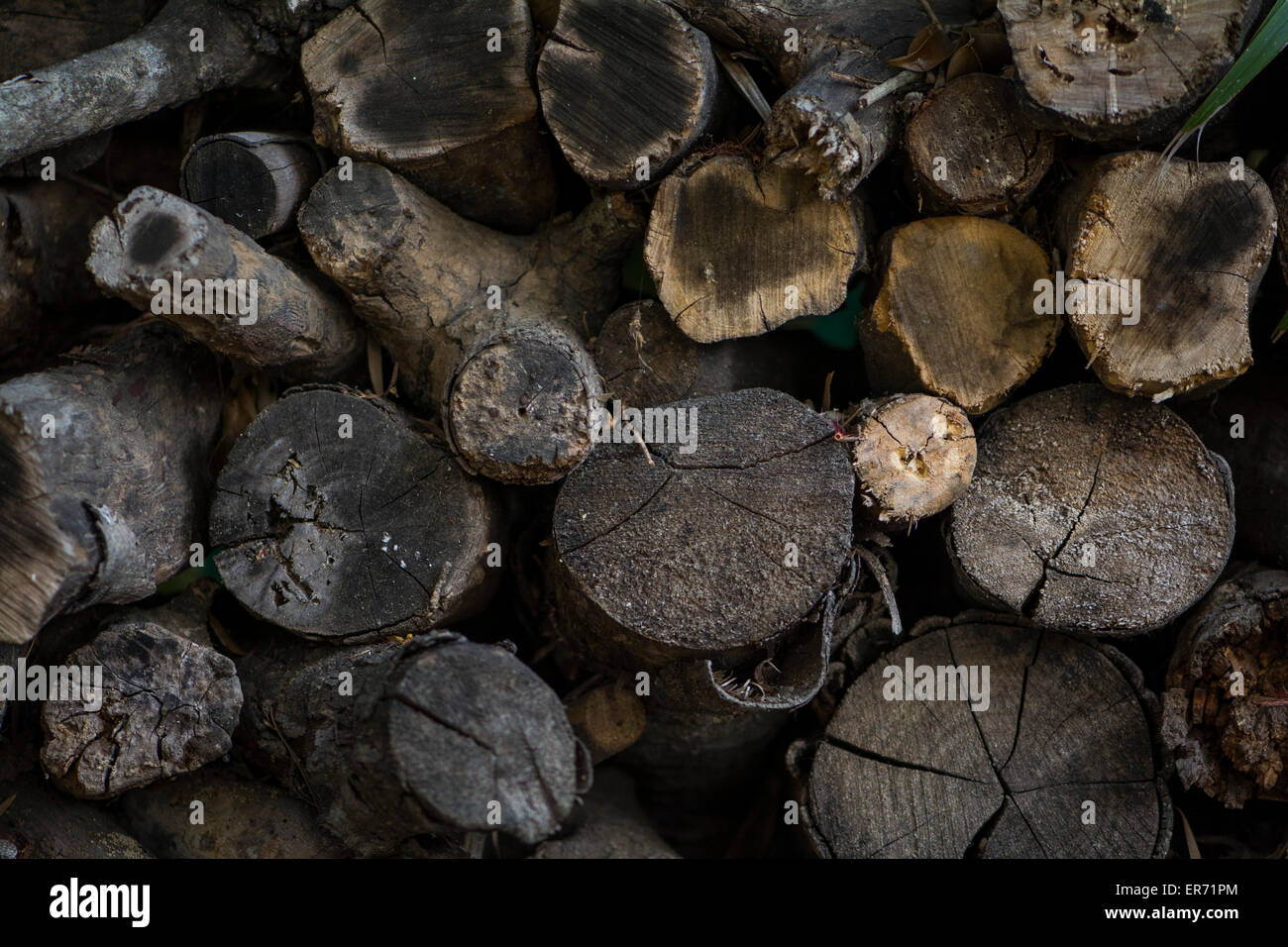 A pile of rotting firewood Stock Photo - Alamy