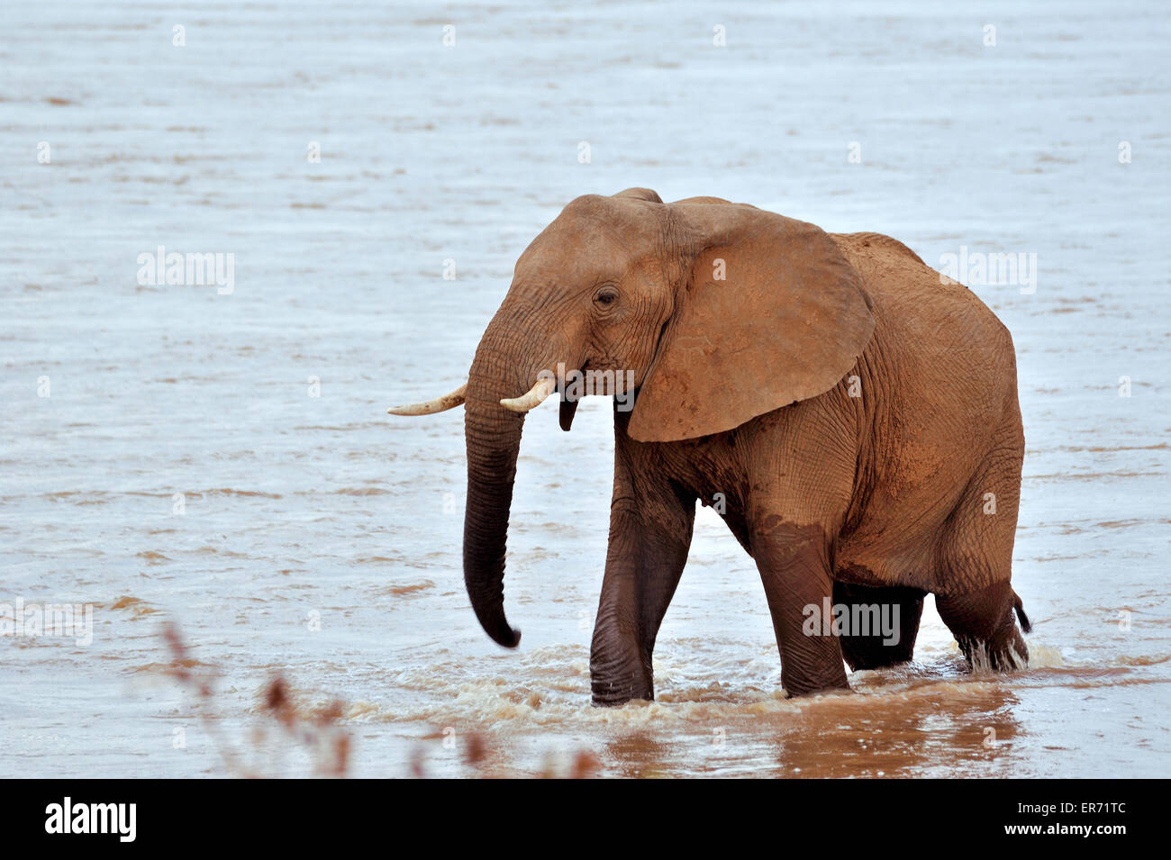 Elephant crossing hi-res stock photography and images - Alamy