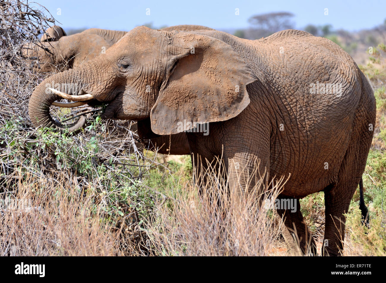 Elephant eating plants Stock Photo - Alamy