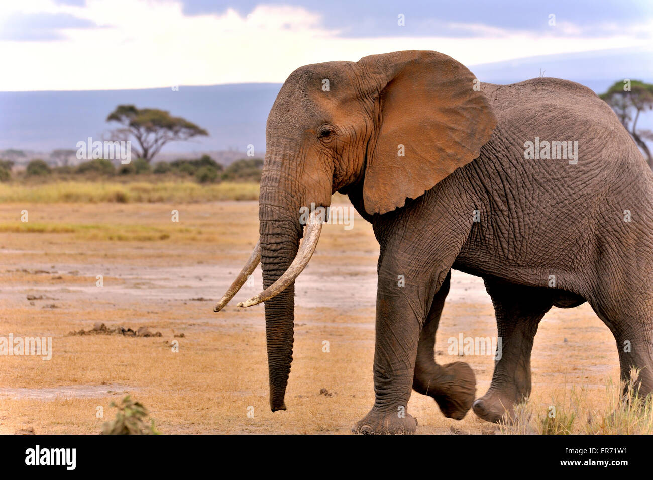 Impressive big single elephant in the National Park of Amboseli Stock ...