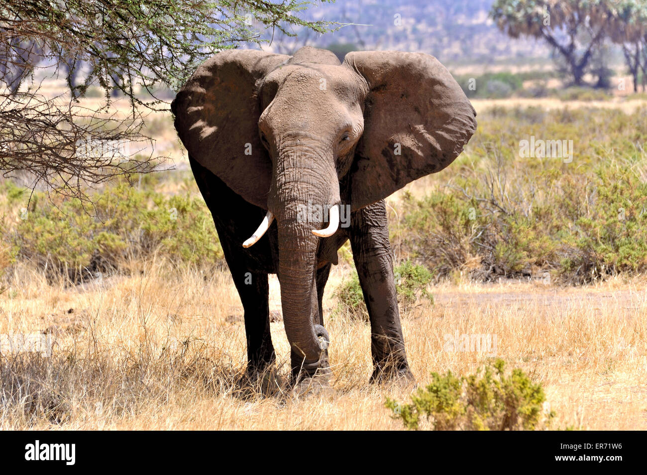 Big single elephant in Buffalo Springs National Park Stock Photo - Alamy