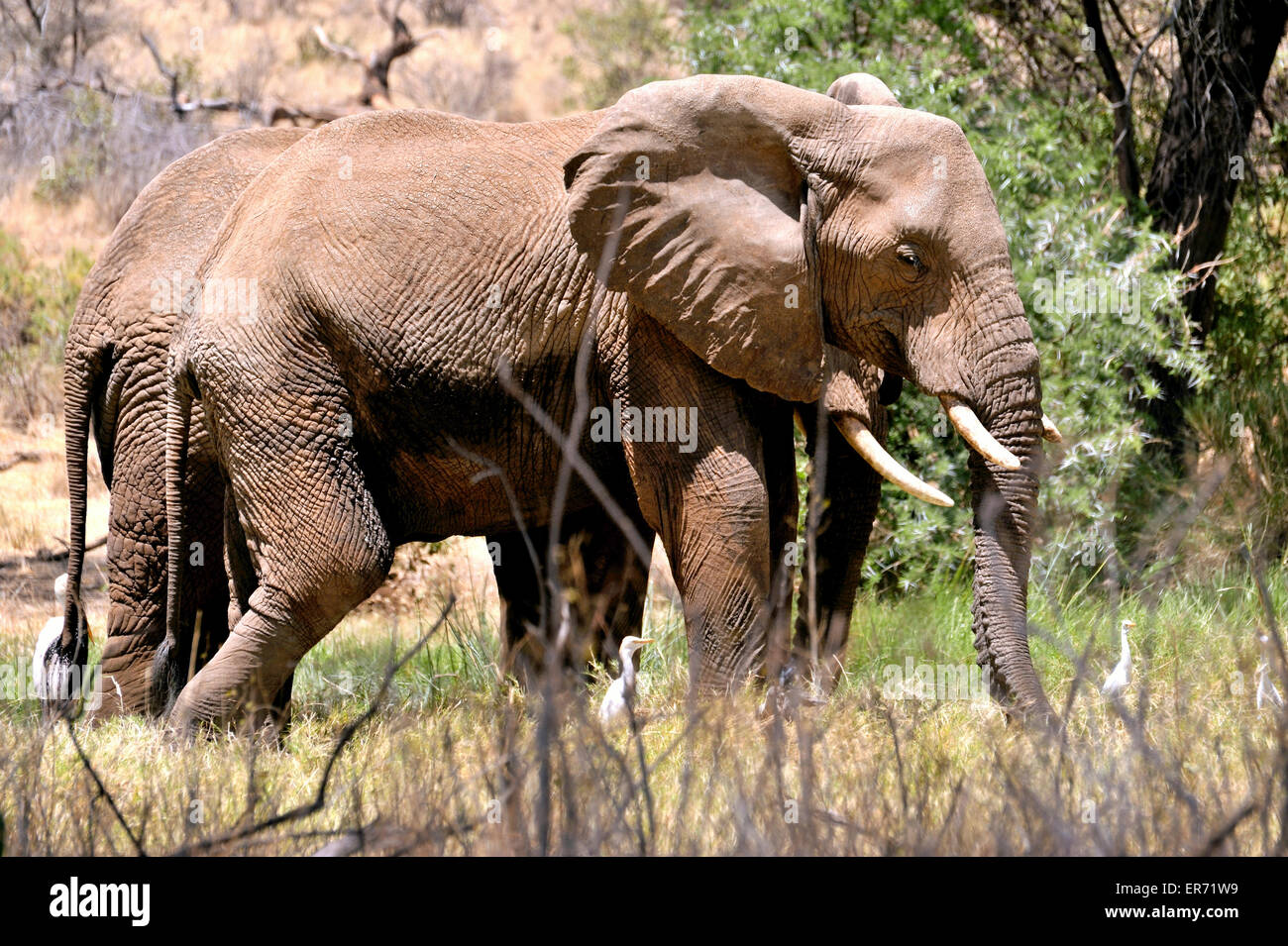 Buffalo springs hi-res stock photography and images - Alamy