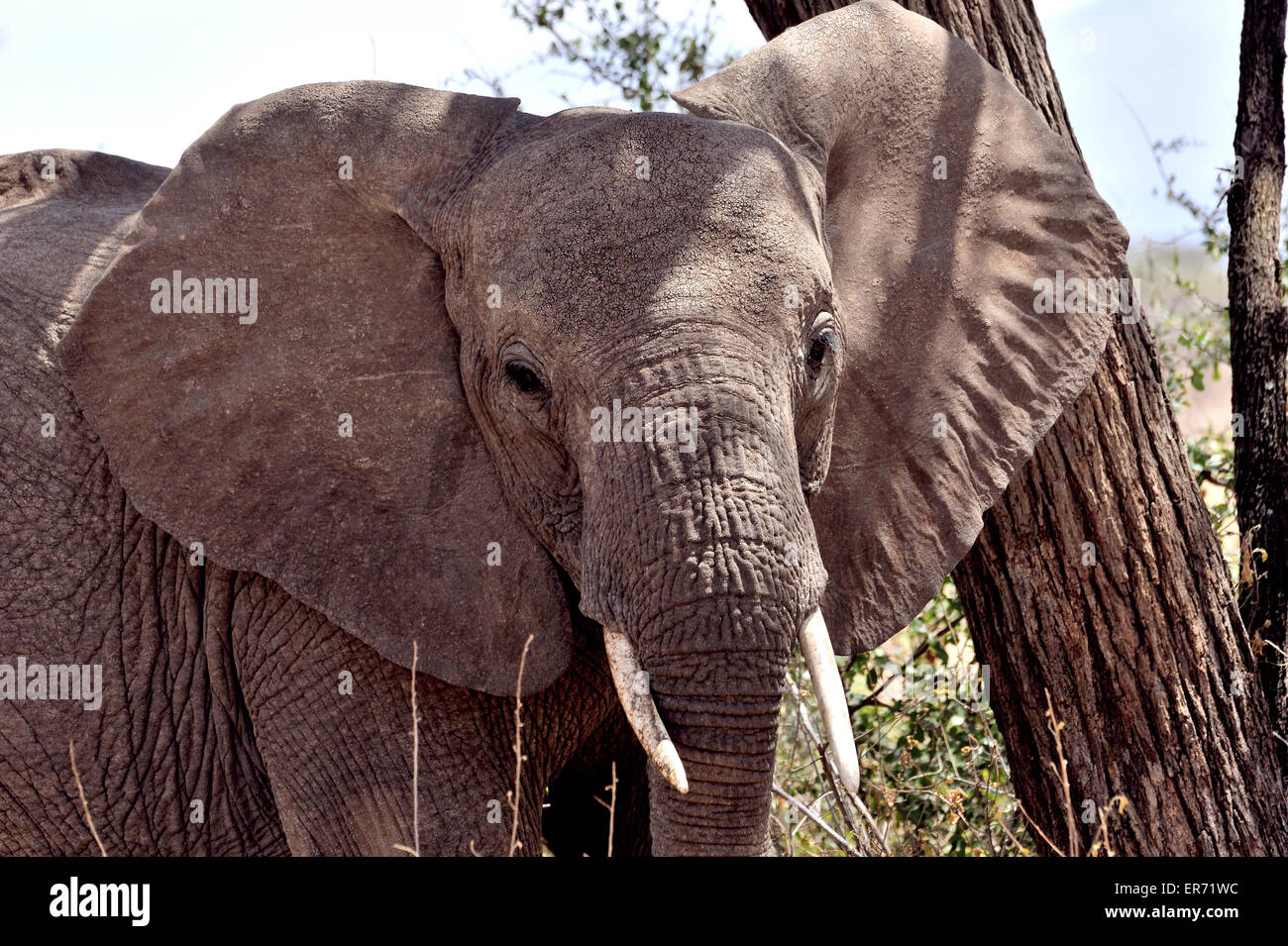 Elephant front face hi-res stock photography and images - Alamy