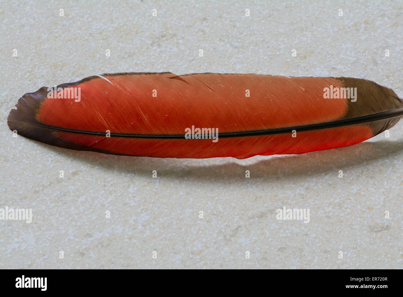 Purple crested loerie feather hi-res stock photography and images - Alamy