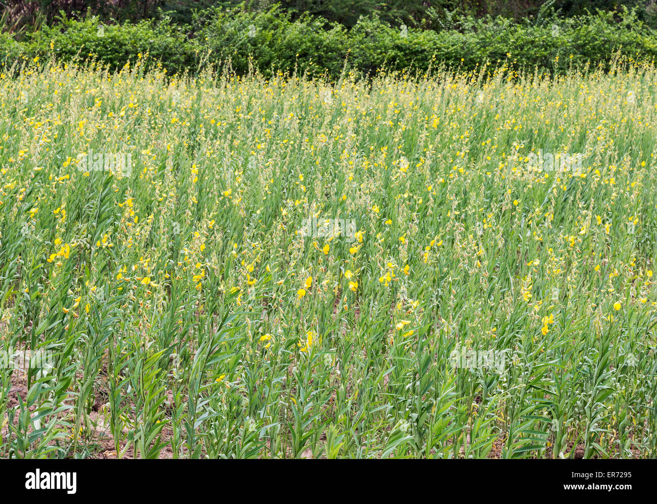 Crotalaria hi-res stock photography and images - Alamy