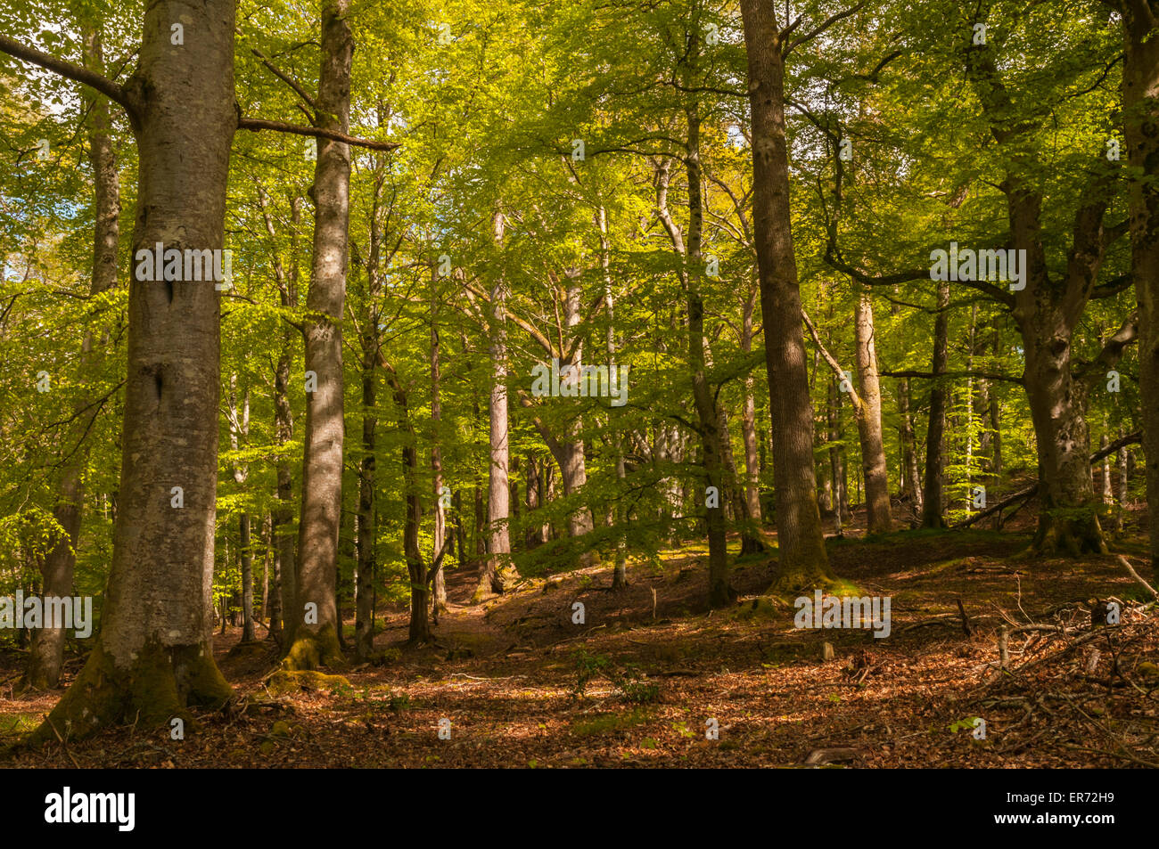 Dappled light under the beechwood canopy of the Darnaway Forest, Moray ...