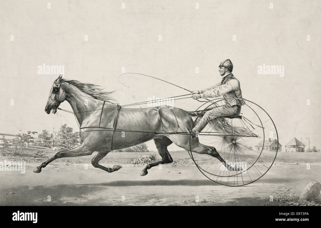 Grey race horse hi-res stock photography and images - Alamy