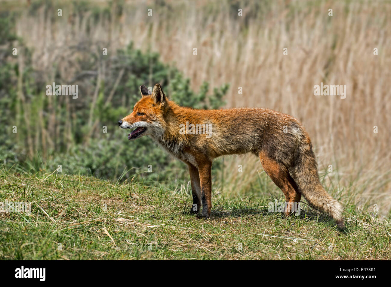 Red fox (Vulpes vulpes) in wetland Stock Photo - Alamy