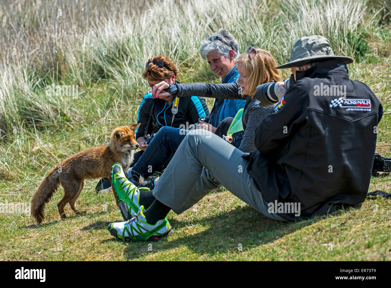 Tame red fox (Vulpes vulpes) being fed by irresponsible tourists in ...