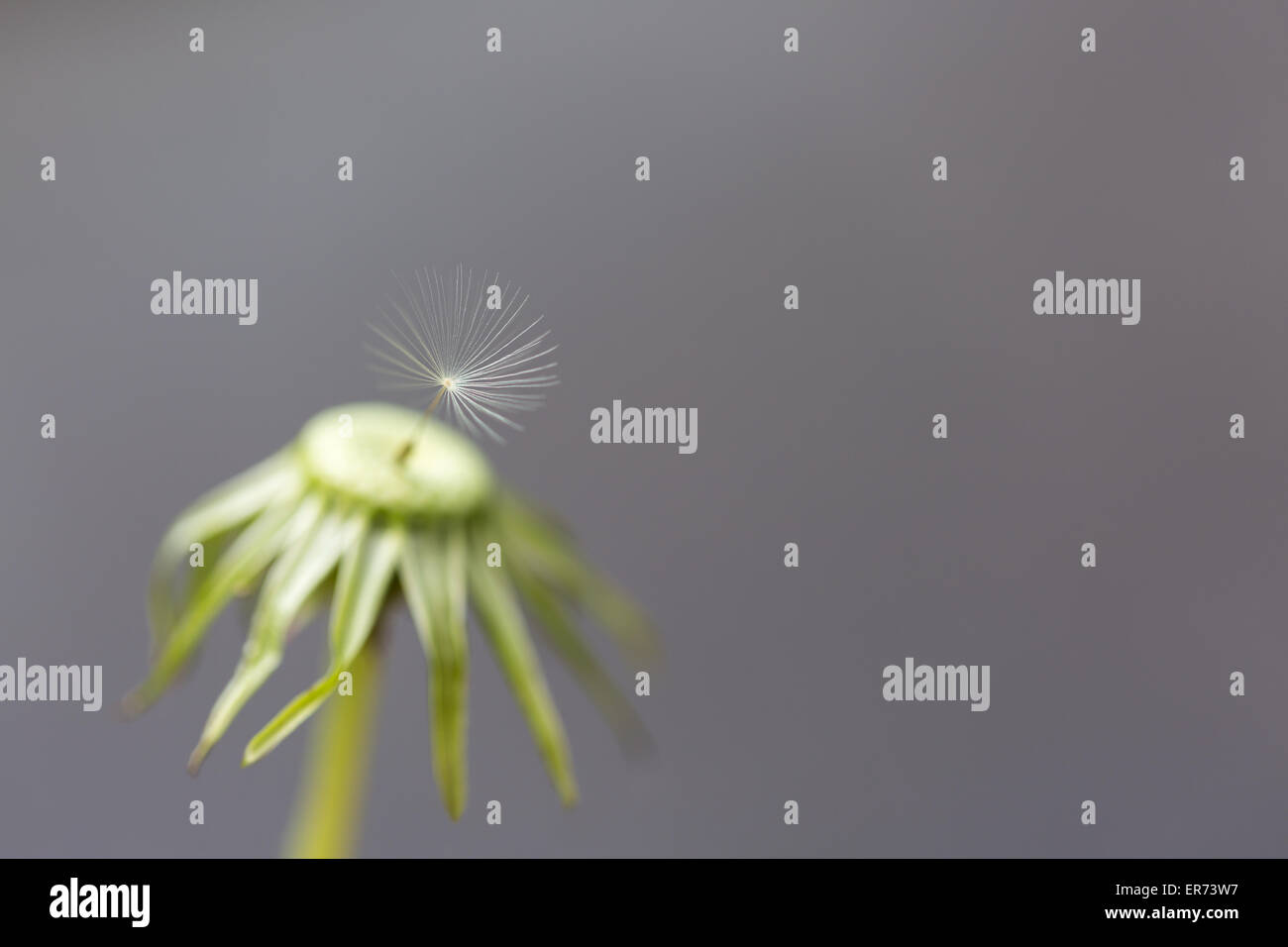 Closeup of a single seed on a dandelion (Taraxacum officinale Stock ...