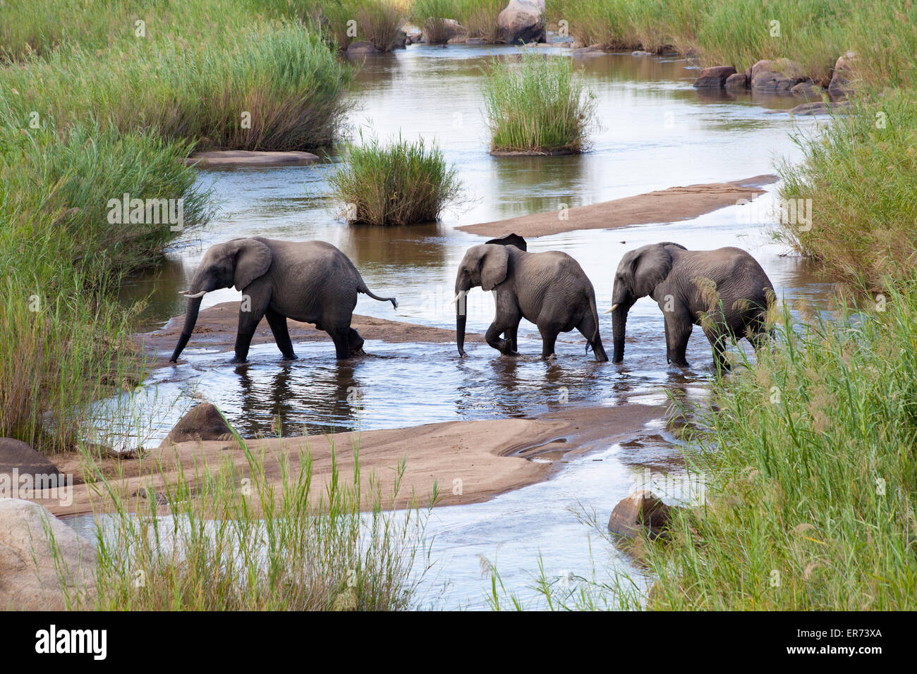 Elephants river hi-res stock photography and images - Alamy
