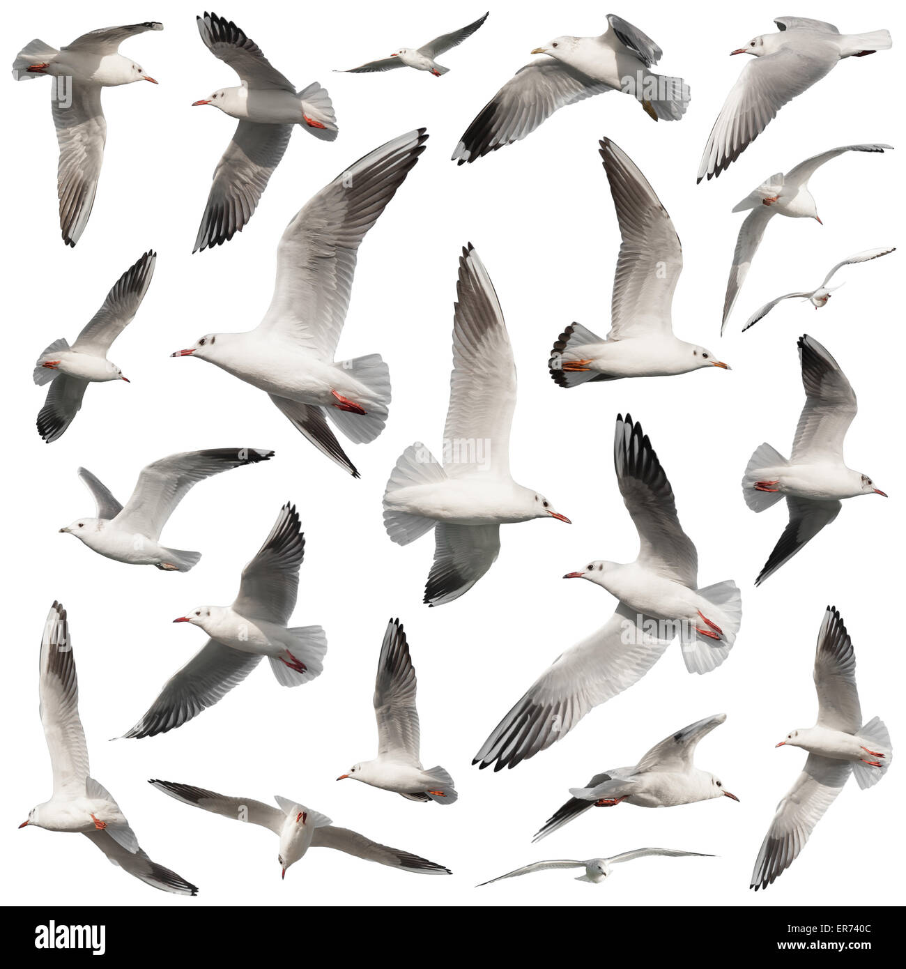 bird collection on white Stock Photo - Alamy