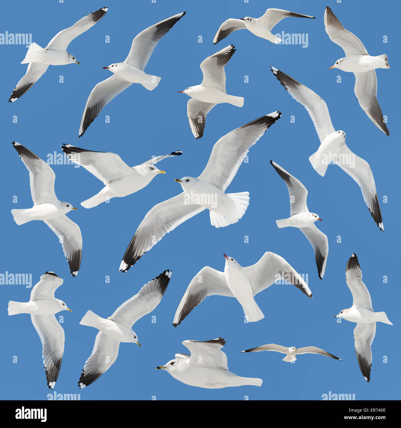 white bird collection on sky background Stock Photo - Alamy