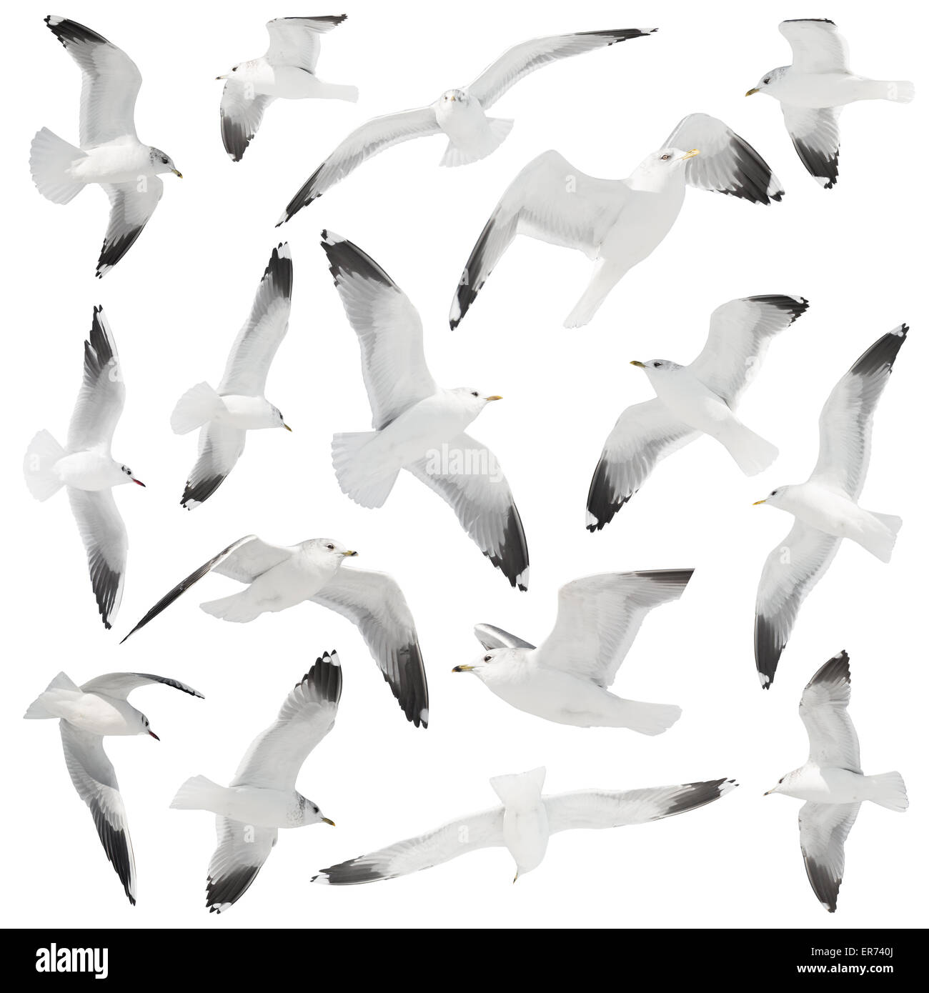 bird collection on white Stock Photo - Alamy