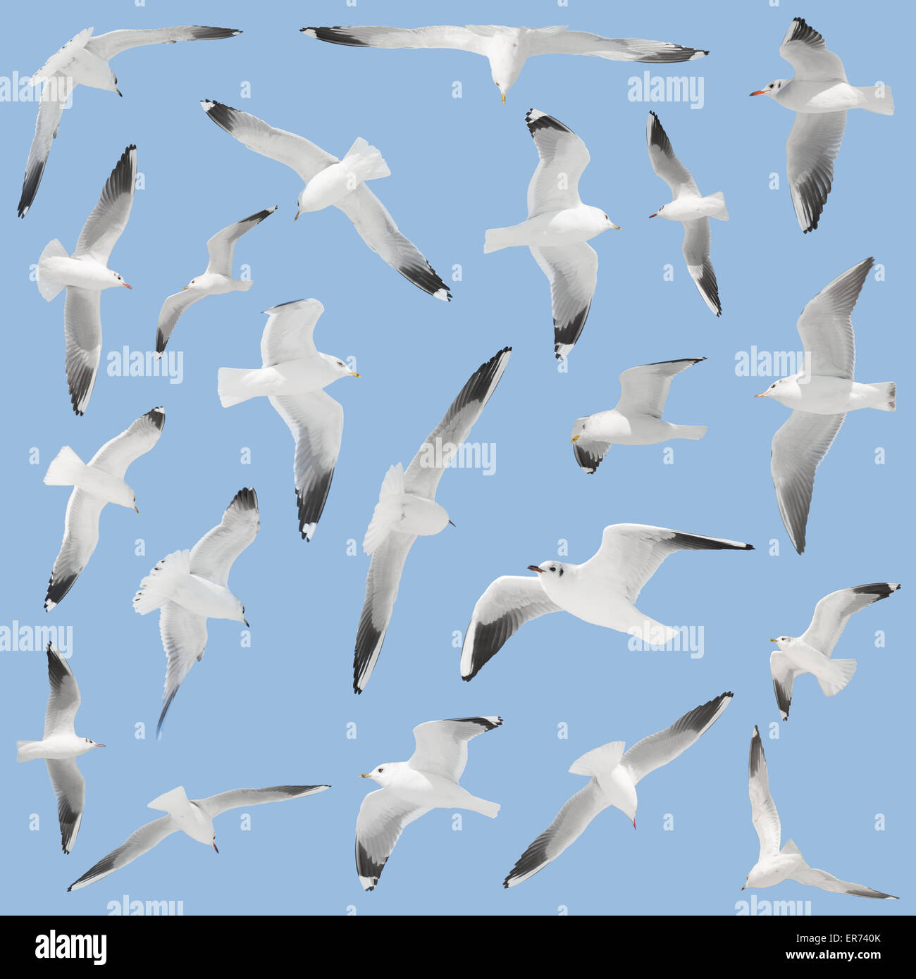 many birds on sky background Stock Photo - Alamy