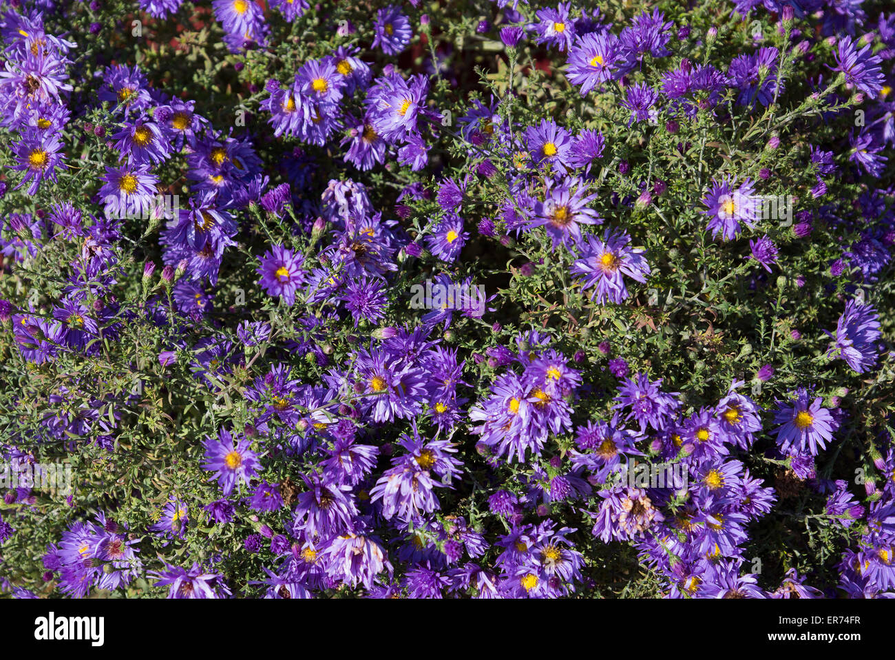 a lot of small blue flowers carpet the ground Stock Photo - Alamy