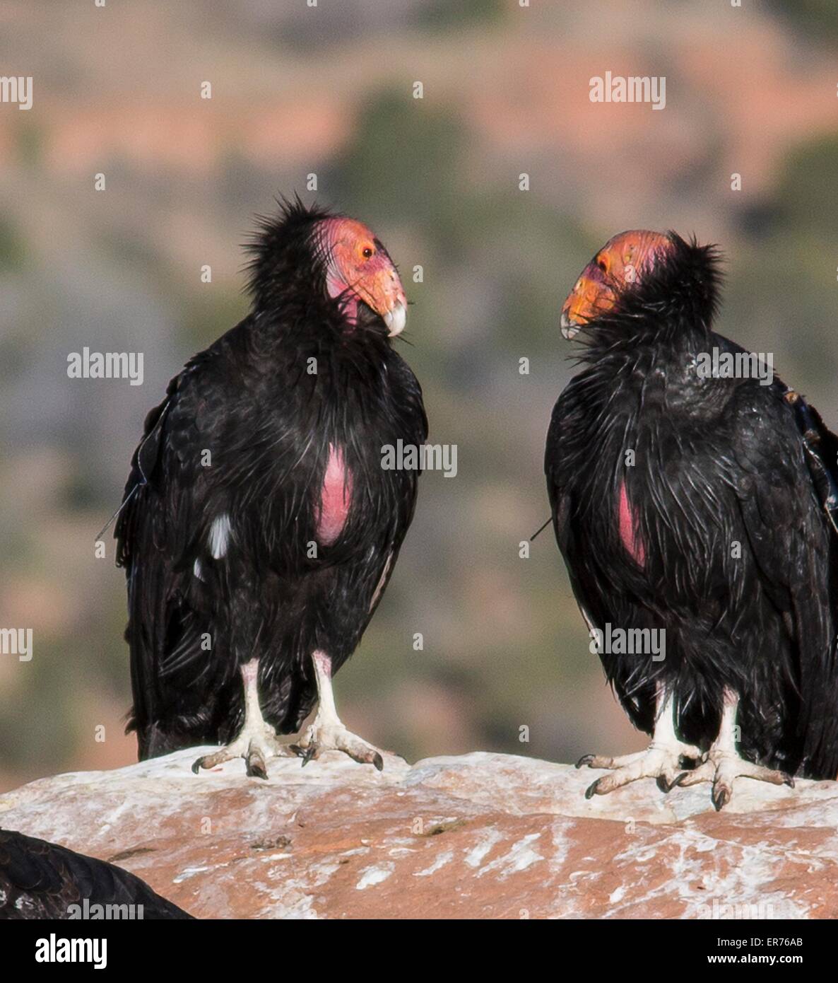 Juvenile California condors, the largest North American land bird, in ...