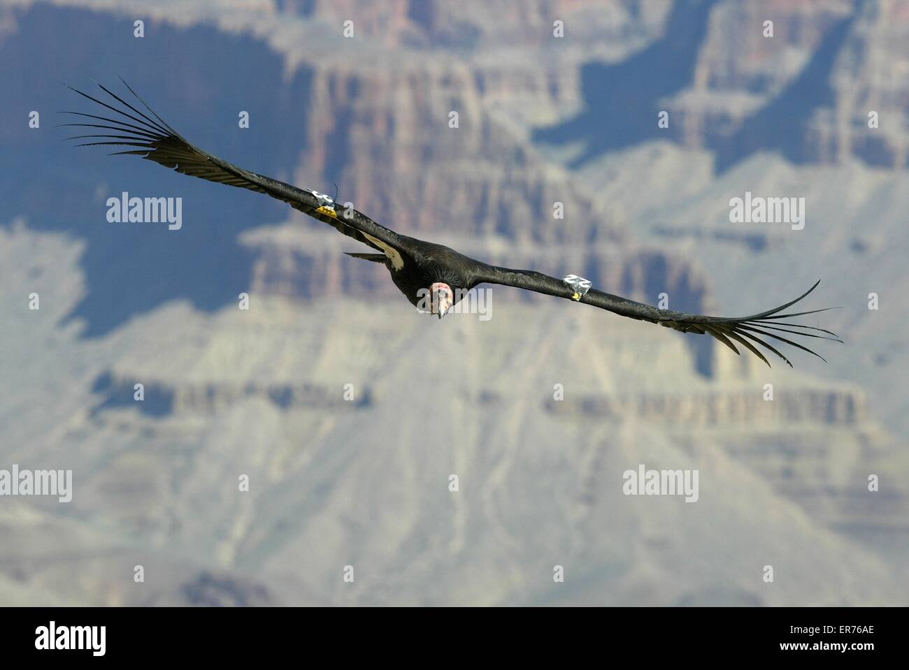 A California condor, the largest North American land bird, in the ...