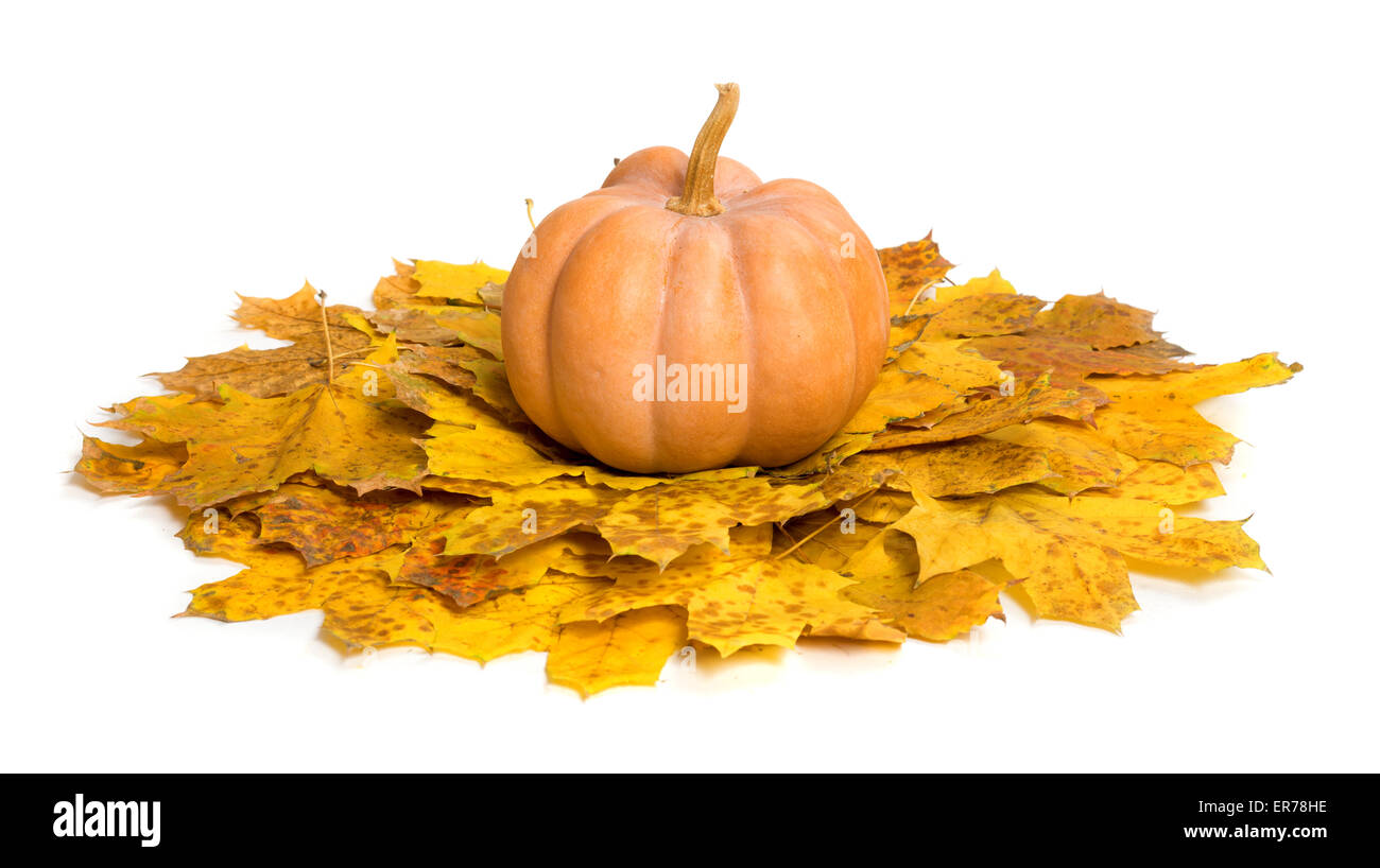 Pumpkin maple leaf on Cut Out Stock Images & Pictures - Alamy