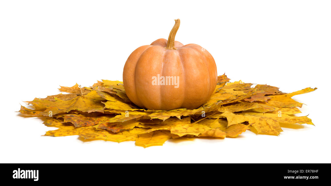 Pumpkin maple leaf on Cut Out Stock Images & Pictures - Alamy