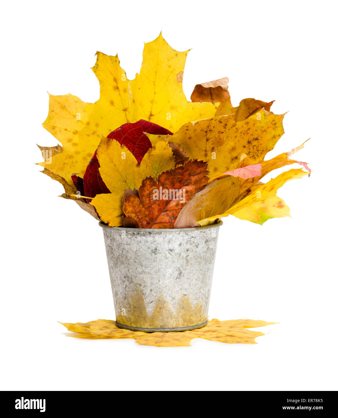 tin bucket full of leaves isolated on white Stock Photo - Alamy