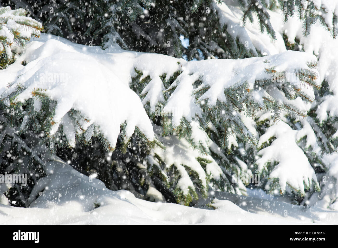 fir tree branches with snow Stock Photo - Alamy