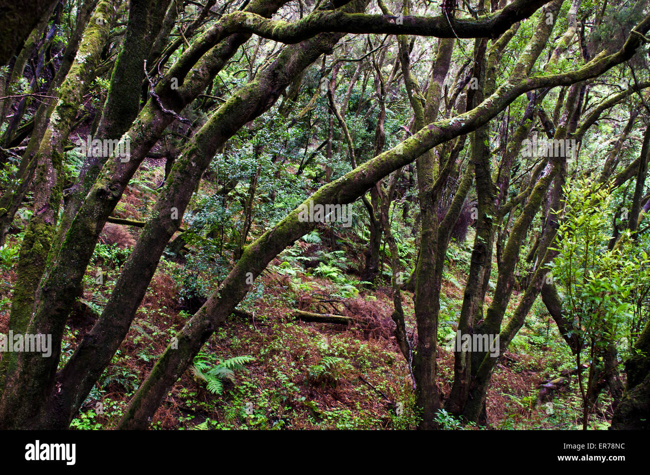 Laurel tree hi-res stock photography and images - Alamy