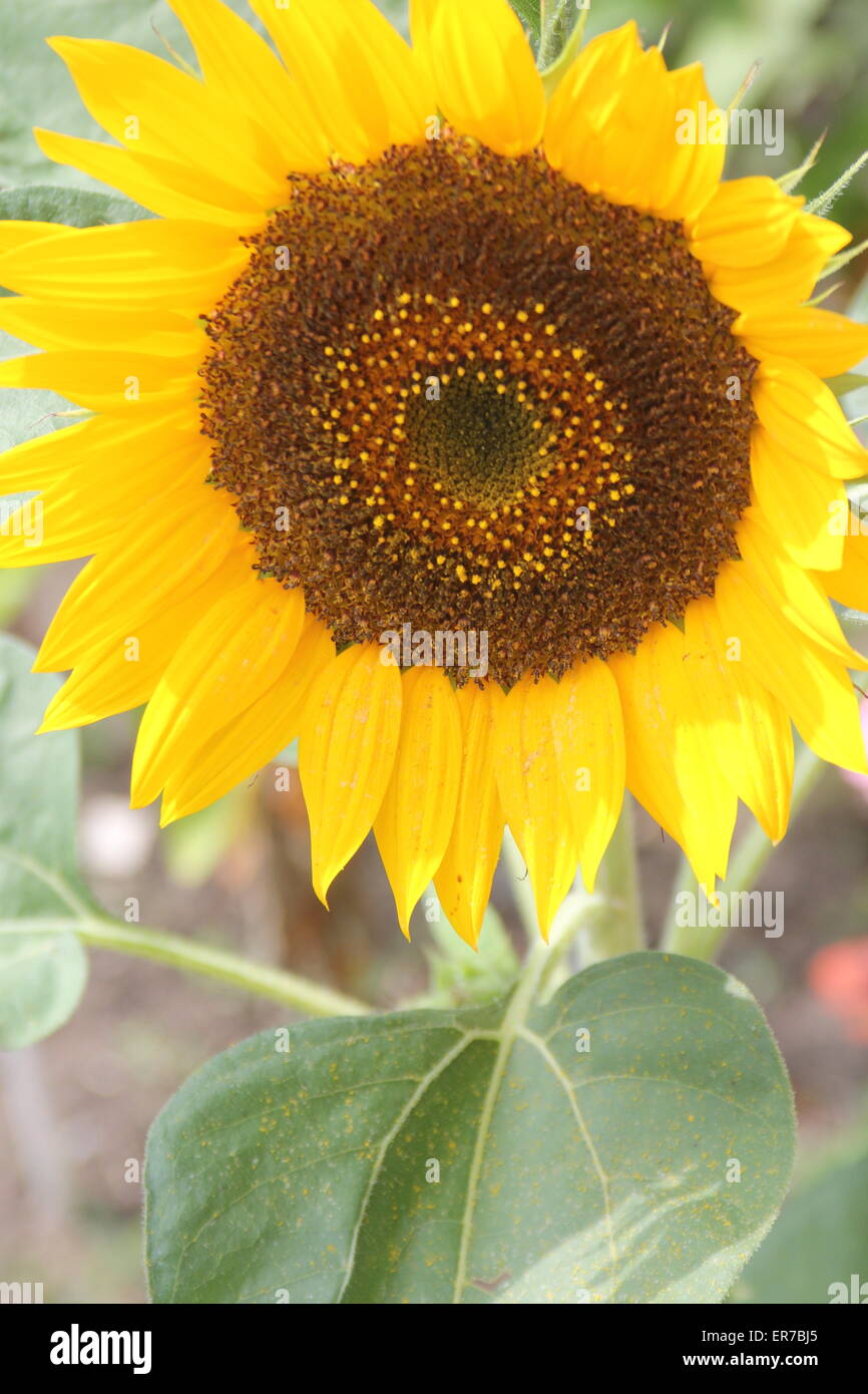 Sunflower growing in a small garden. The sunflower (Helianthus annuus ...