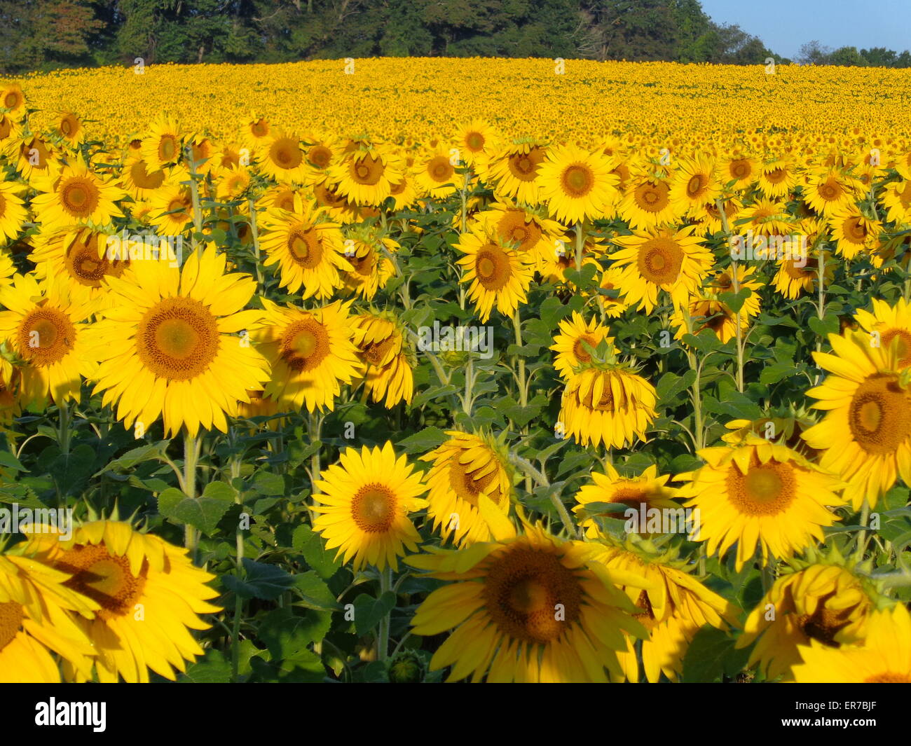 A large field of golden yellow sunflowers Stock Photo - Alamy