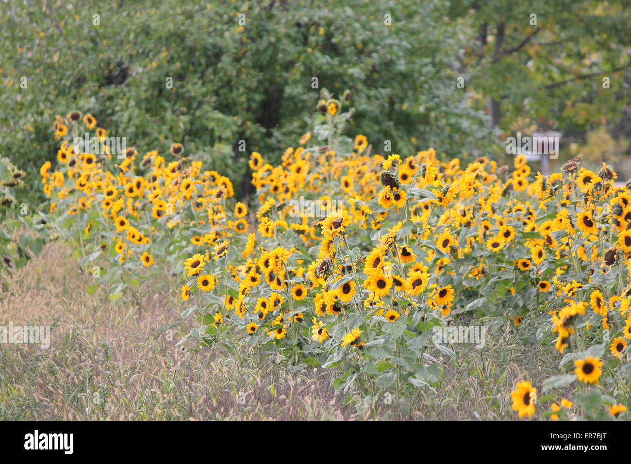 A little patch of golden yellow sunflowers Stock Photo - Alamy