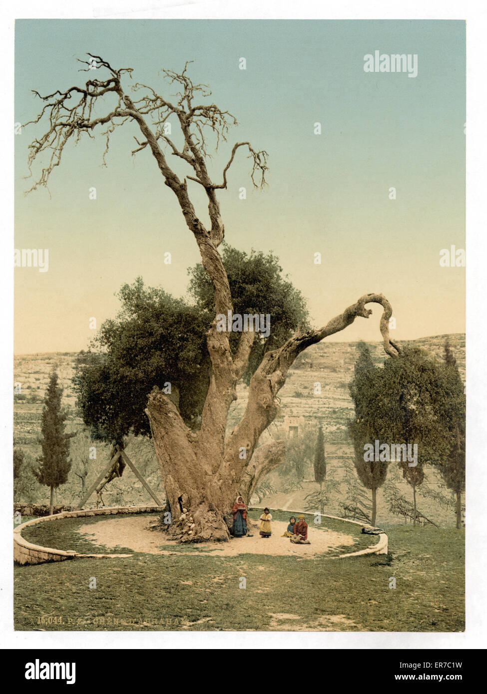 The holy tree hi-res stock photography and images - Alamy