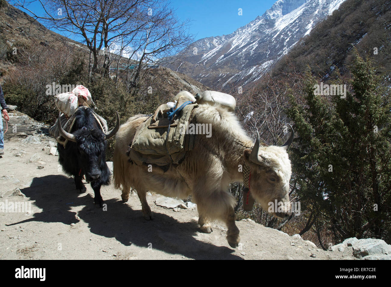 Pack animals in the Kumbu, Nepal Stock Photo - Alamy