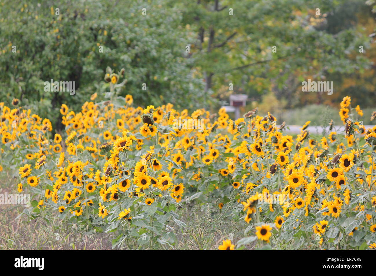 A little patch of golden yellow sunflowers Stock Photo - Alamy
