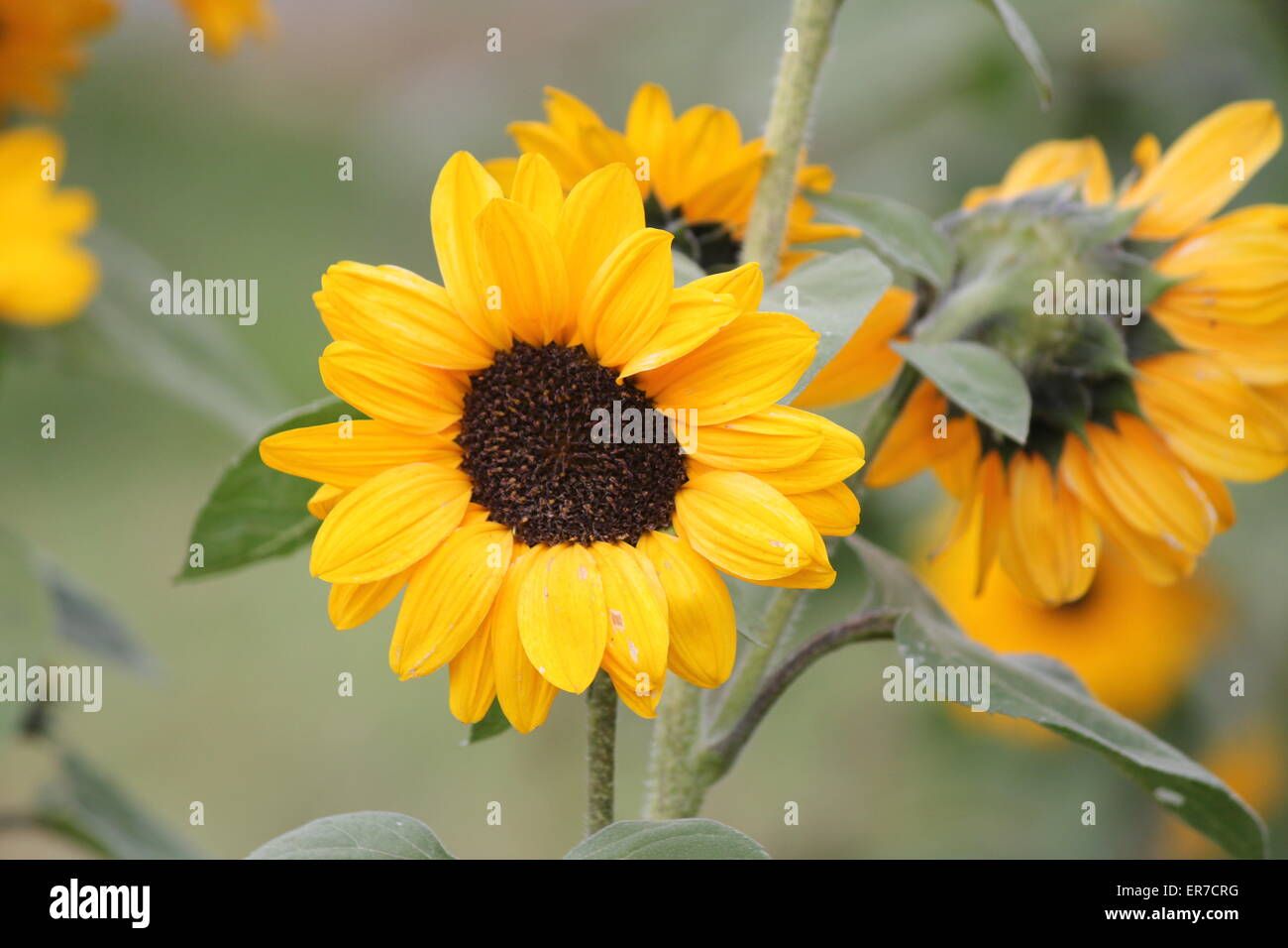 Short sunflower hi-res stock photography and images - Alamy