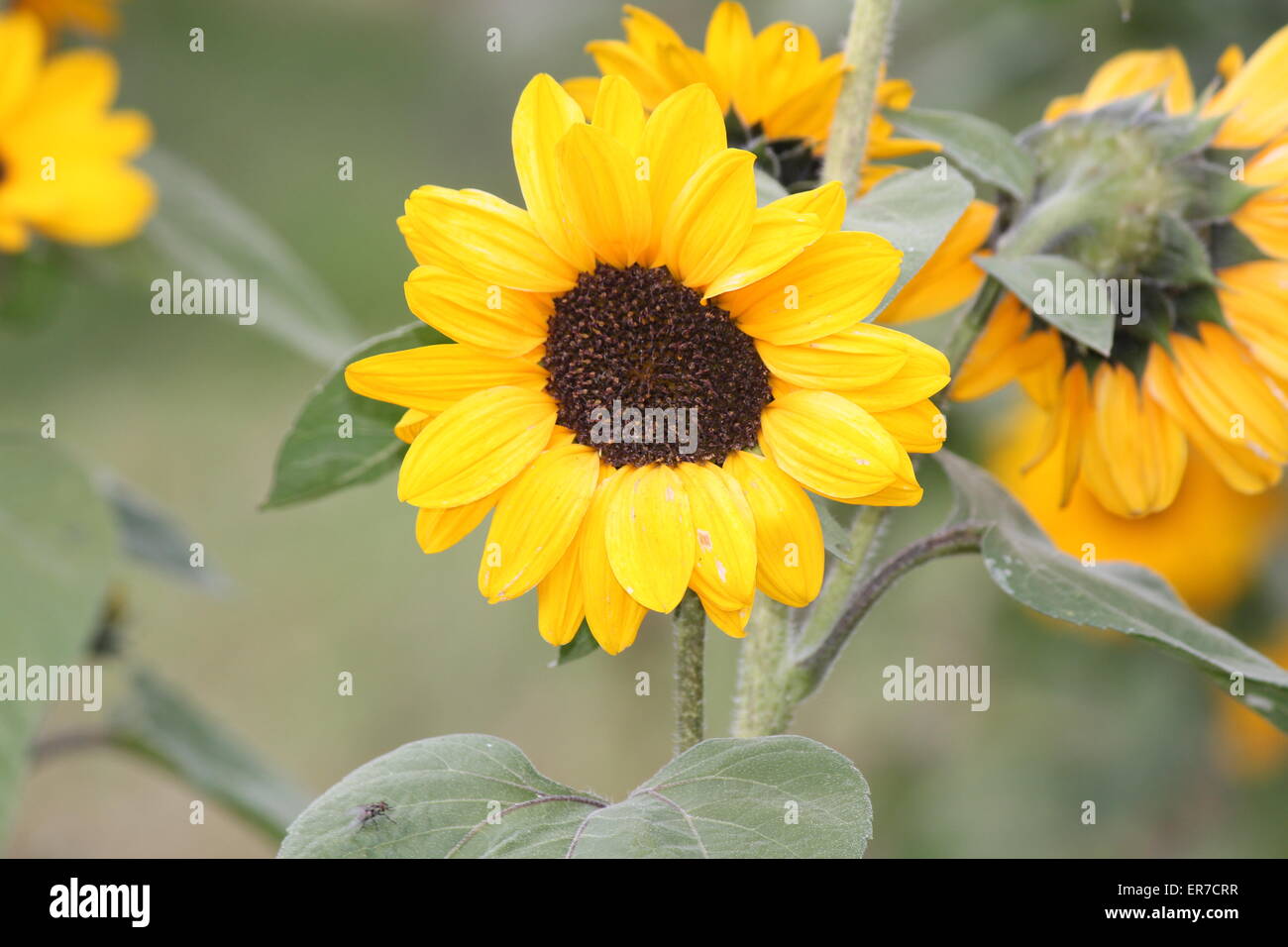 Small sunflower plant hi-res stock photography and images - Alamy