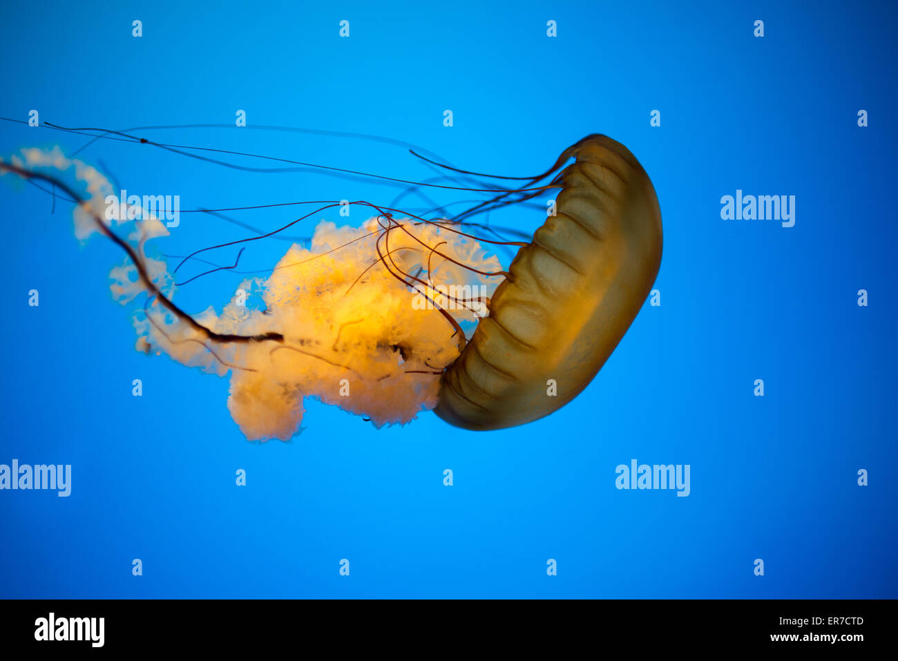 National Aquarium Jellyfish Exhibit Baltimore // BALTIMORE, Maryland ...