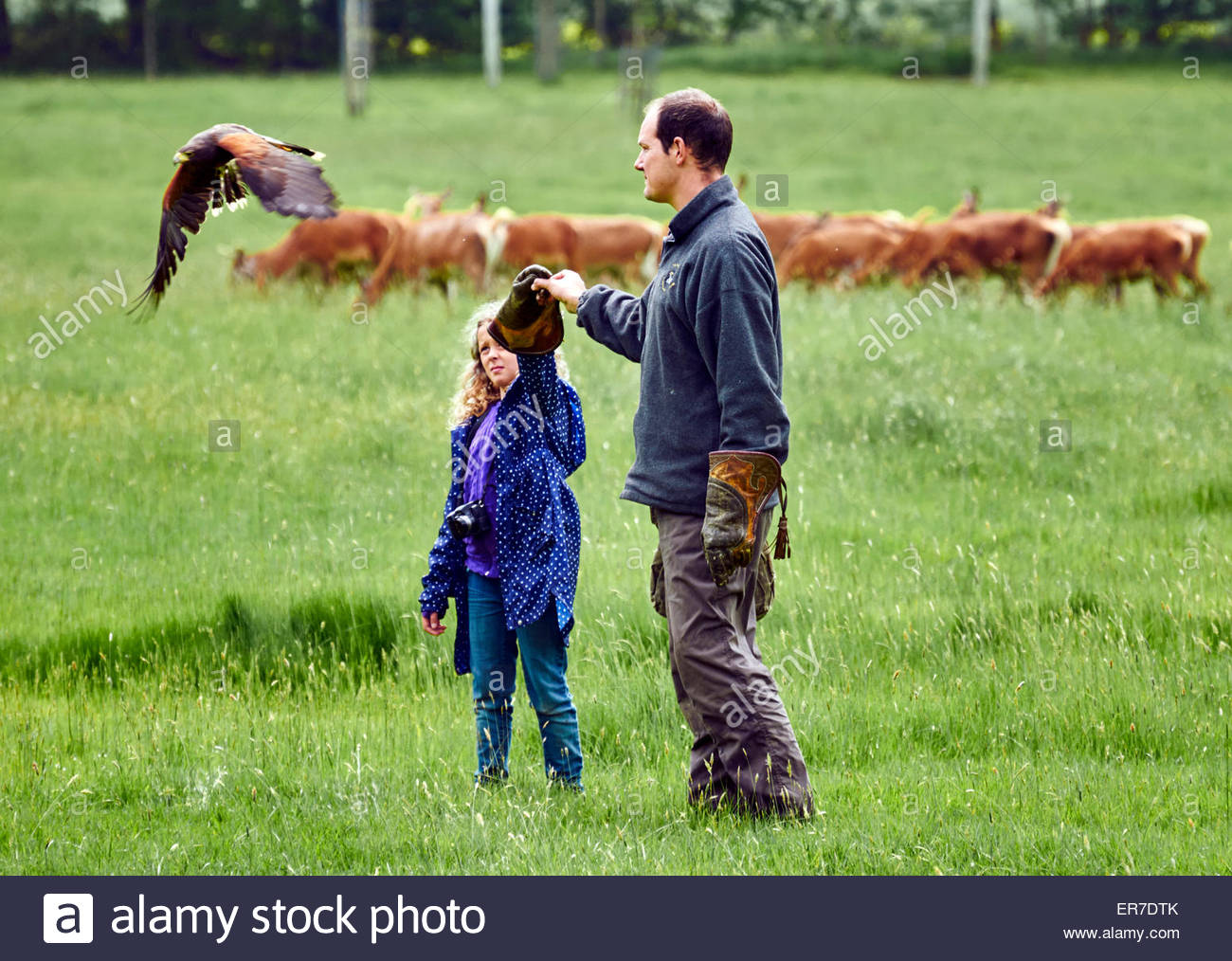 Falcon And Child High Resolution Stock Photography and Images - Alamy