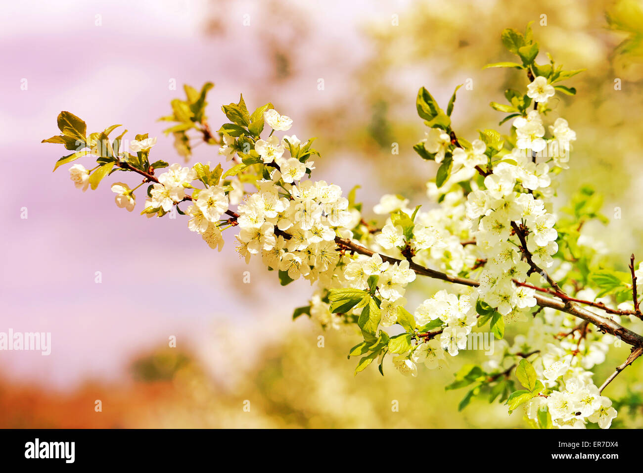 Spring flowers on the tree photographed close up Stock Photo - Alamy