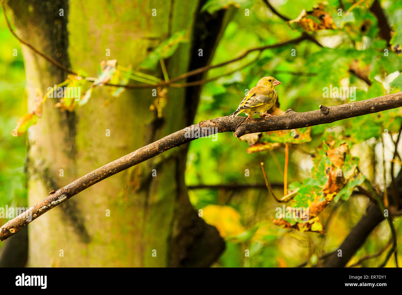 A Greenfinch on a branch at Dearne Valley RSPB, South Yorkshire Stock ...