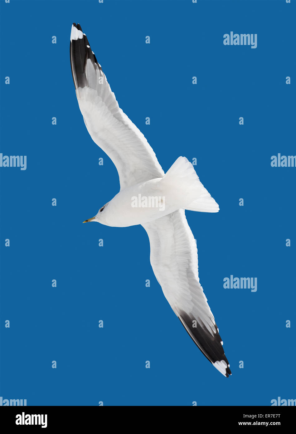 one white bird flies on sky Stock Photo - Alamy