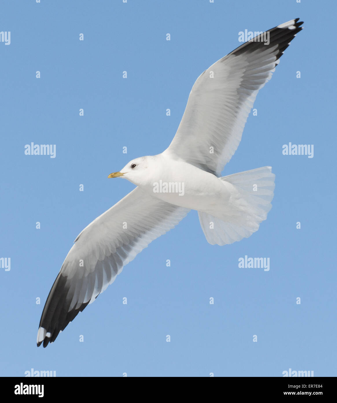 white bird flies on blue sky Stock Photo - Alamy