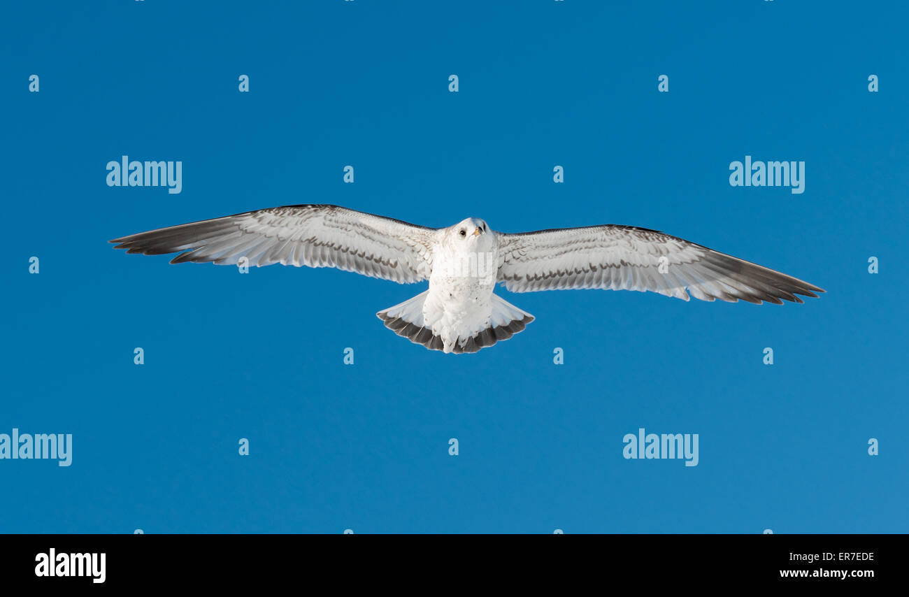 one white bird flies on sky Stock Photo - Alamy