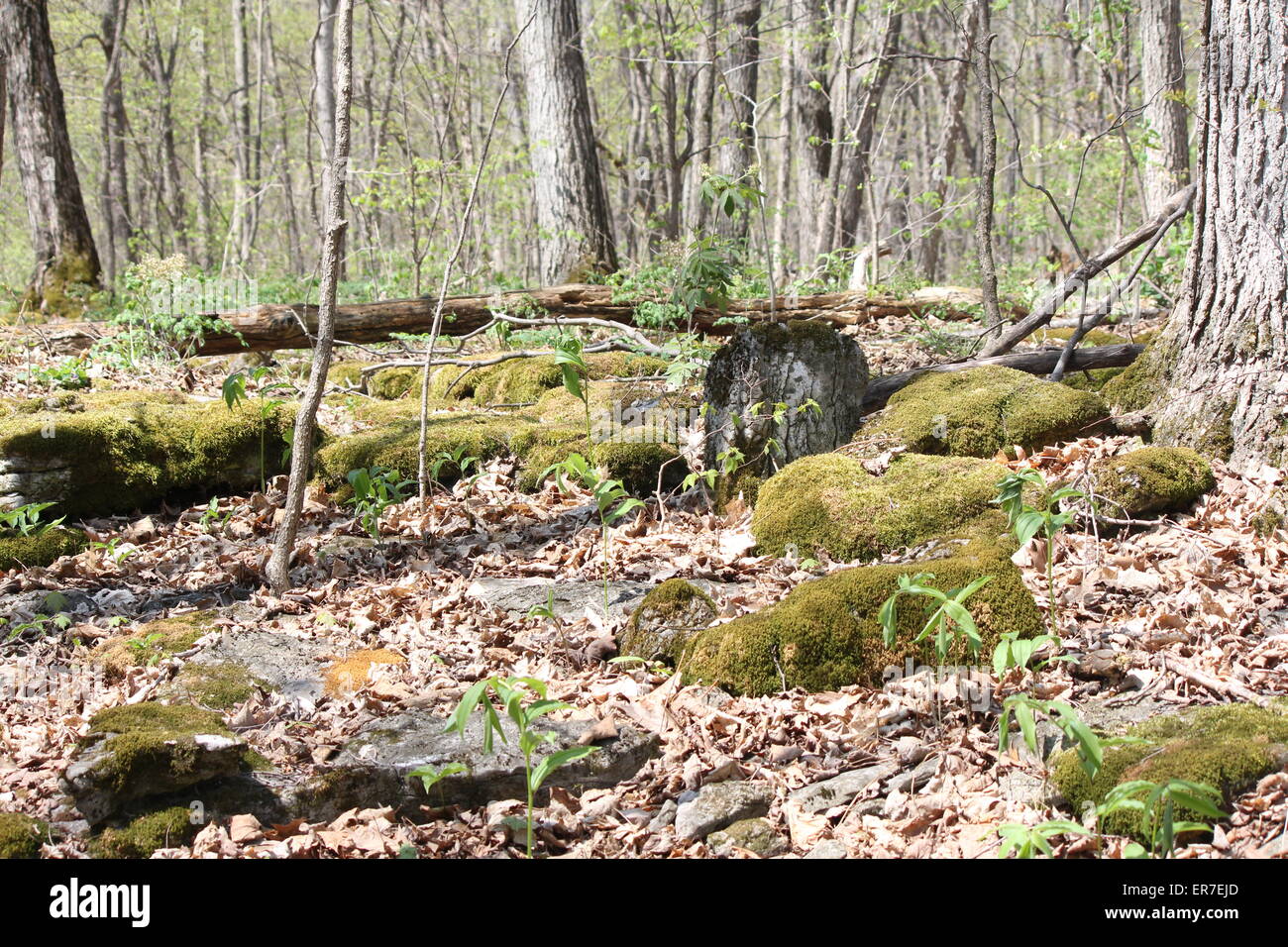 Velvety Moss covering large rocks in a shaded area of a tree filled ...