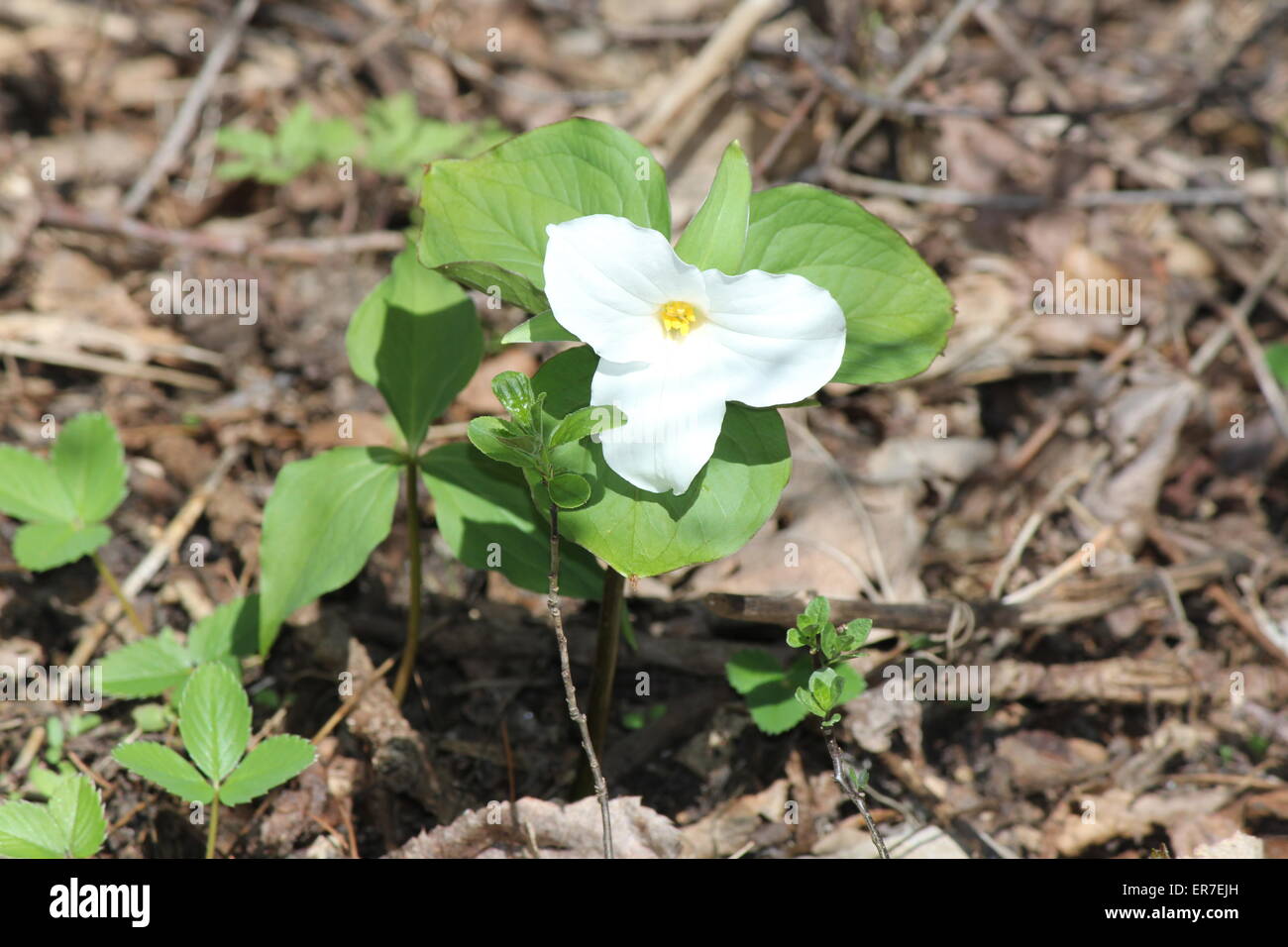 Pretty White Trilliums- grandiflorum near the edge of a tree filled ...