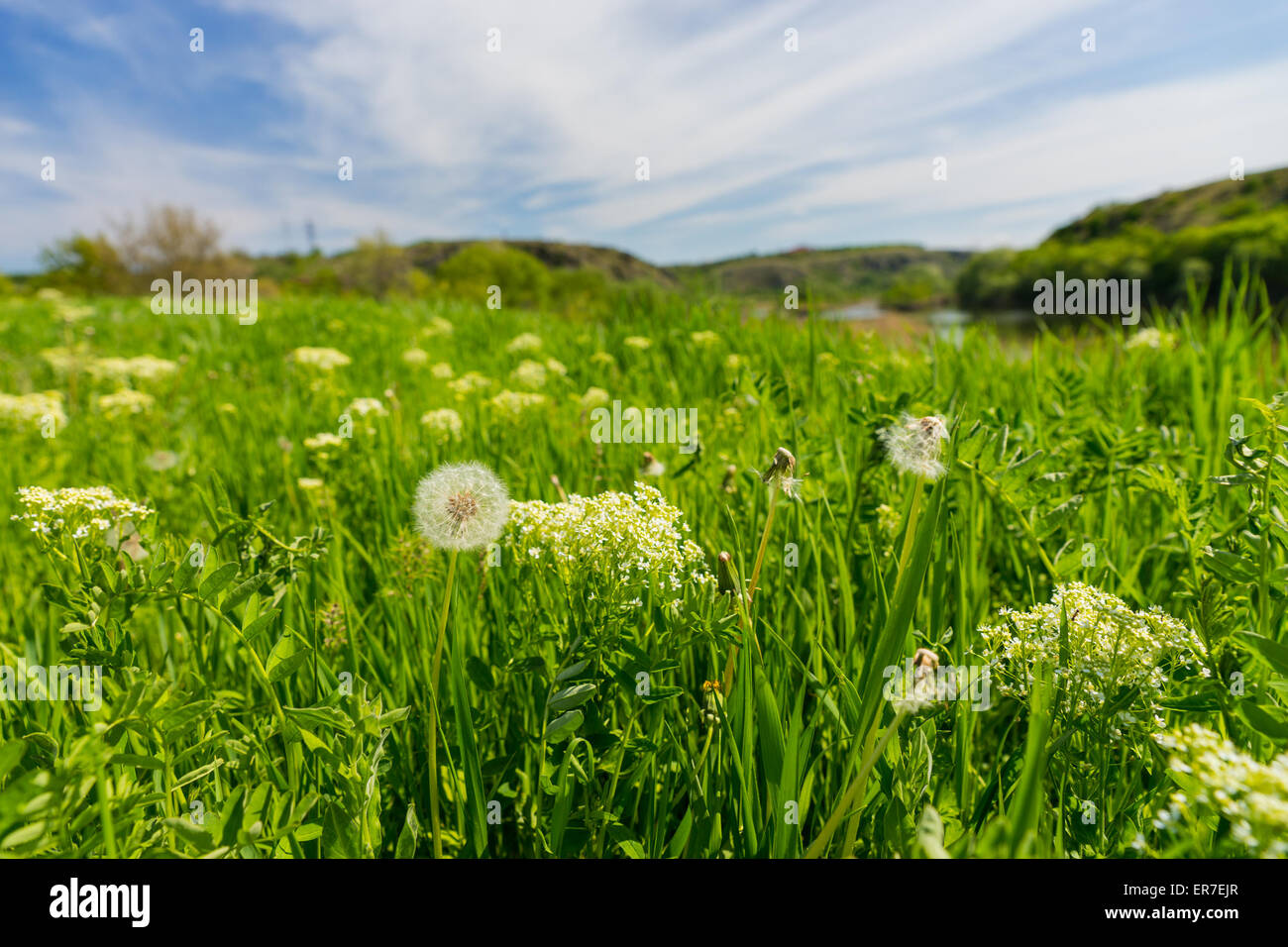 Nature Scenic of Dandelion Seed Heads in Field of Green Grass and ...