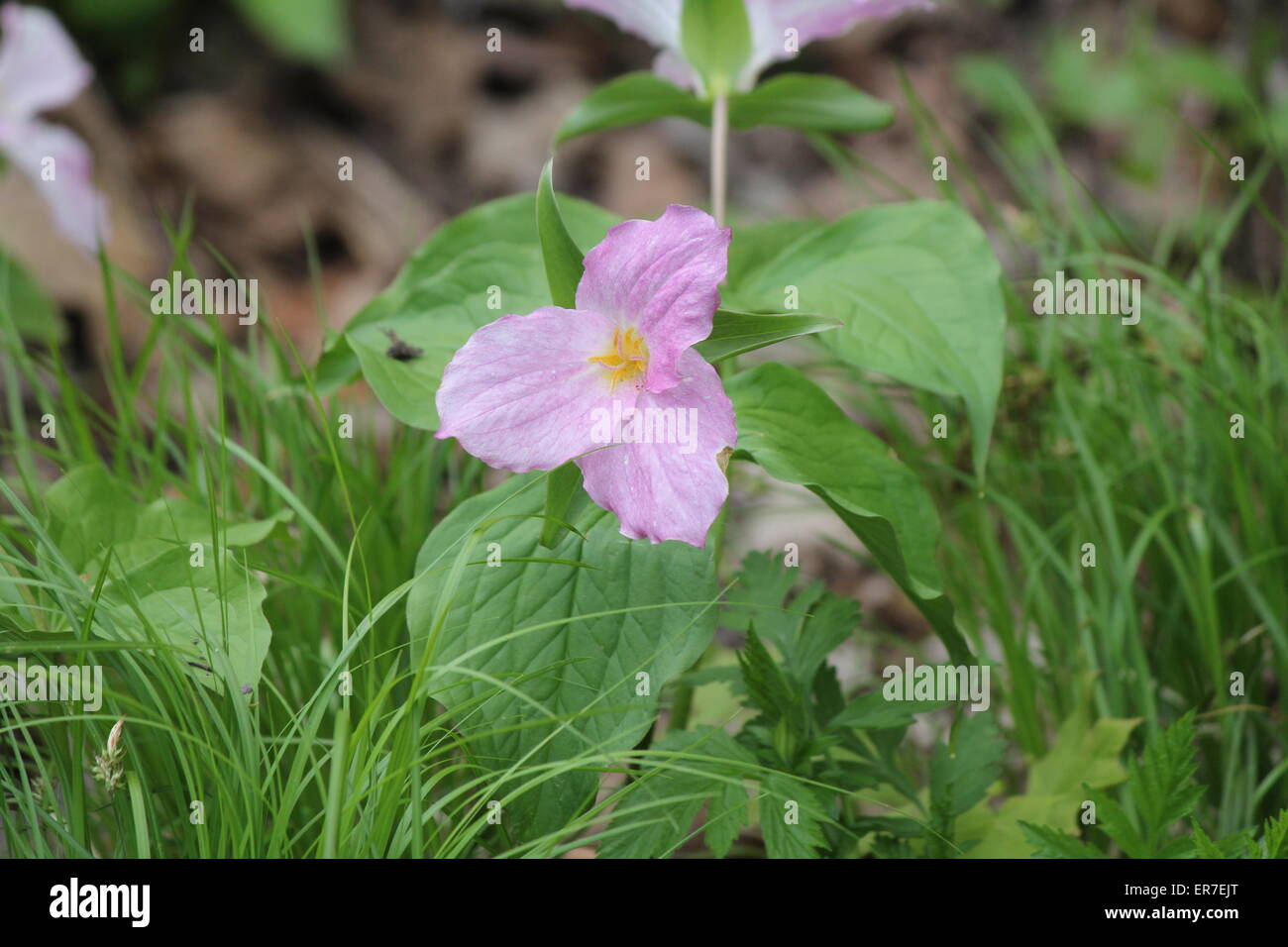 Pretty Pinkish Trillium- grandiflorum near the edge of a tree filled ...