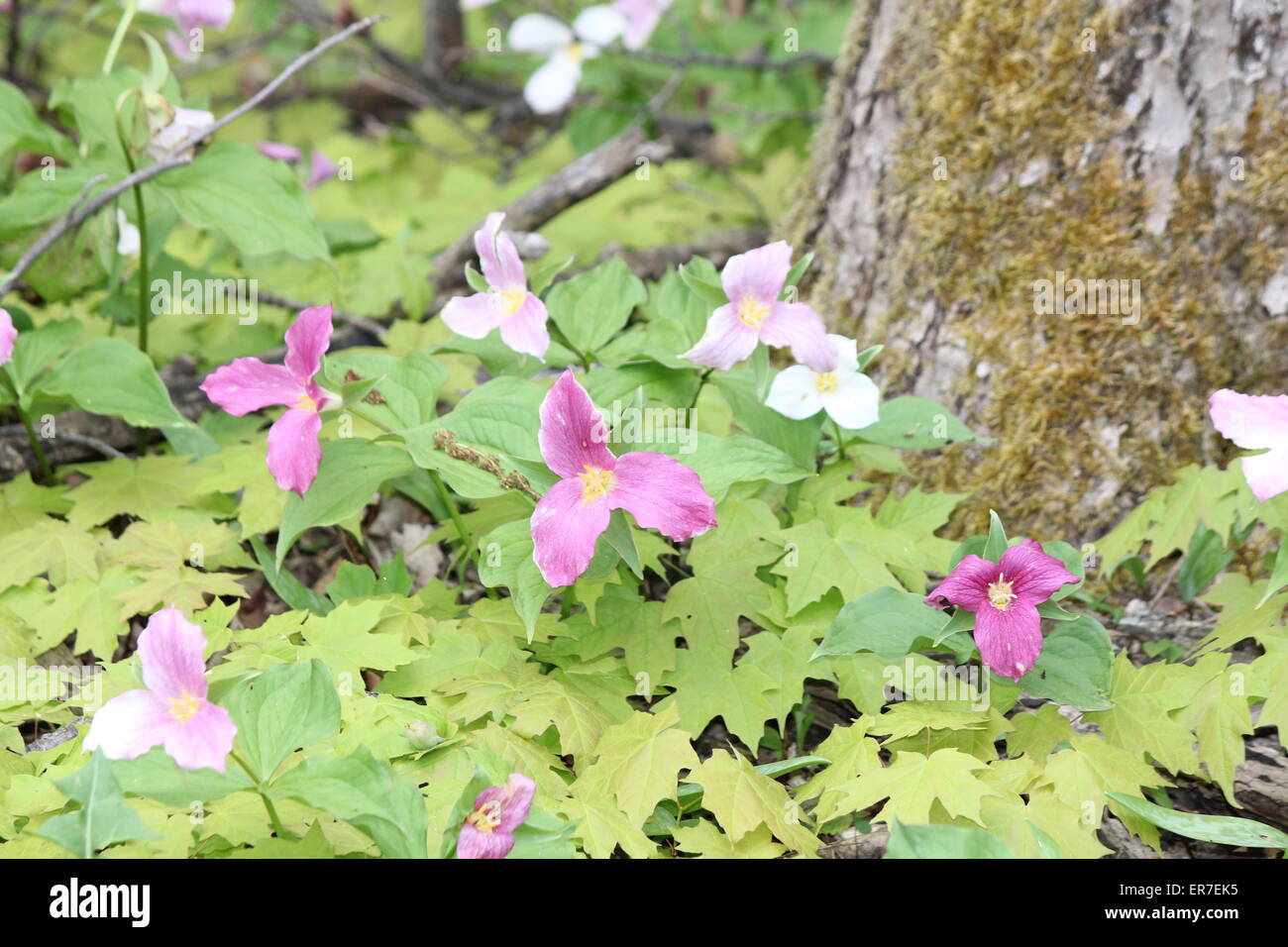 Pretty Whites & Pink Trilliums- grandiflorum near the edge of a tree ...